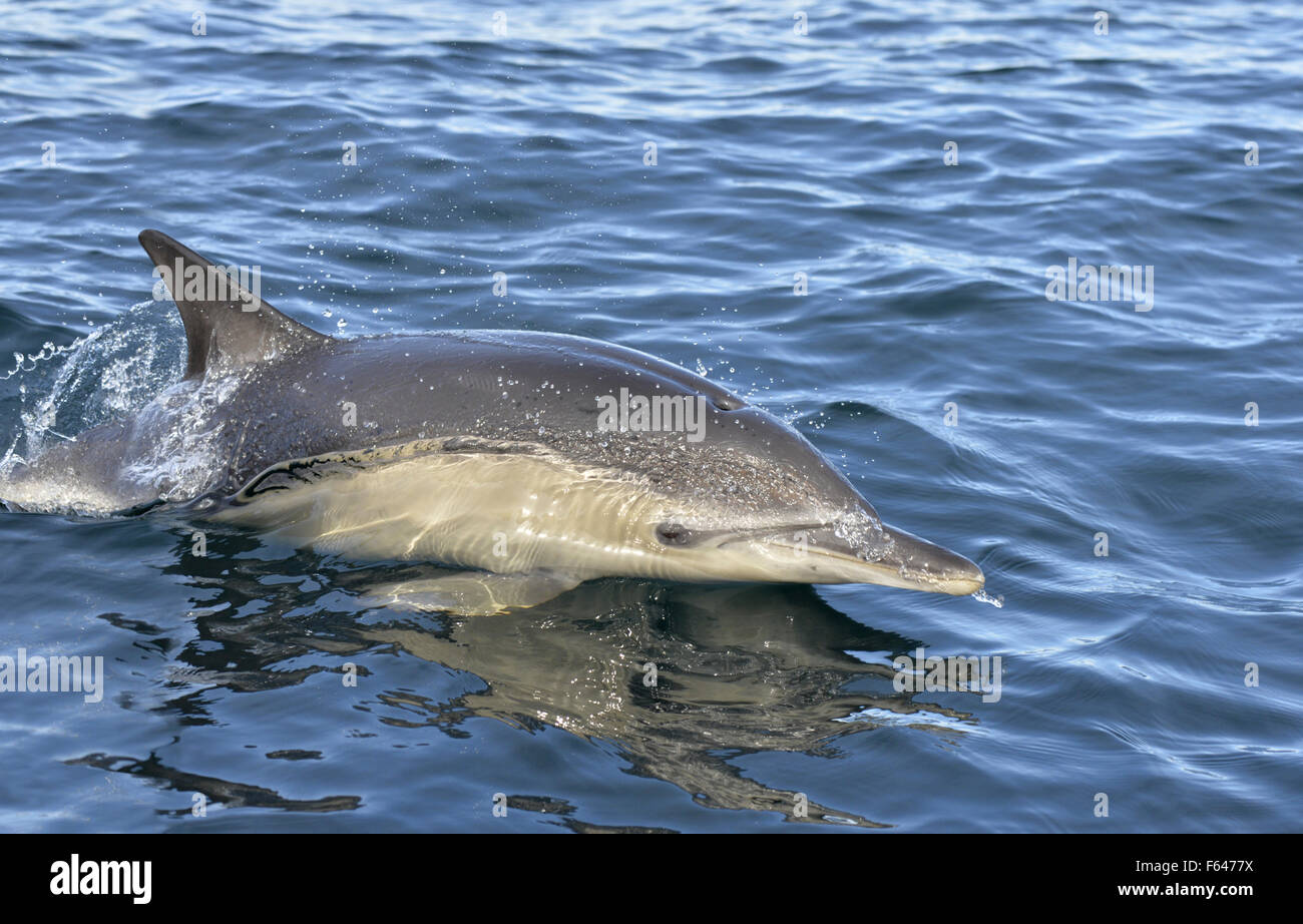 Short Beaked Common Dolphin