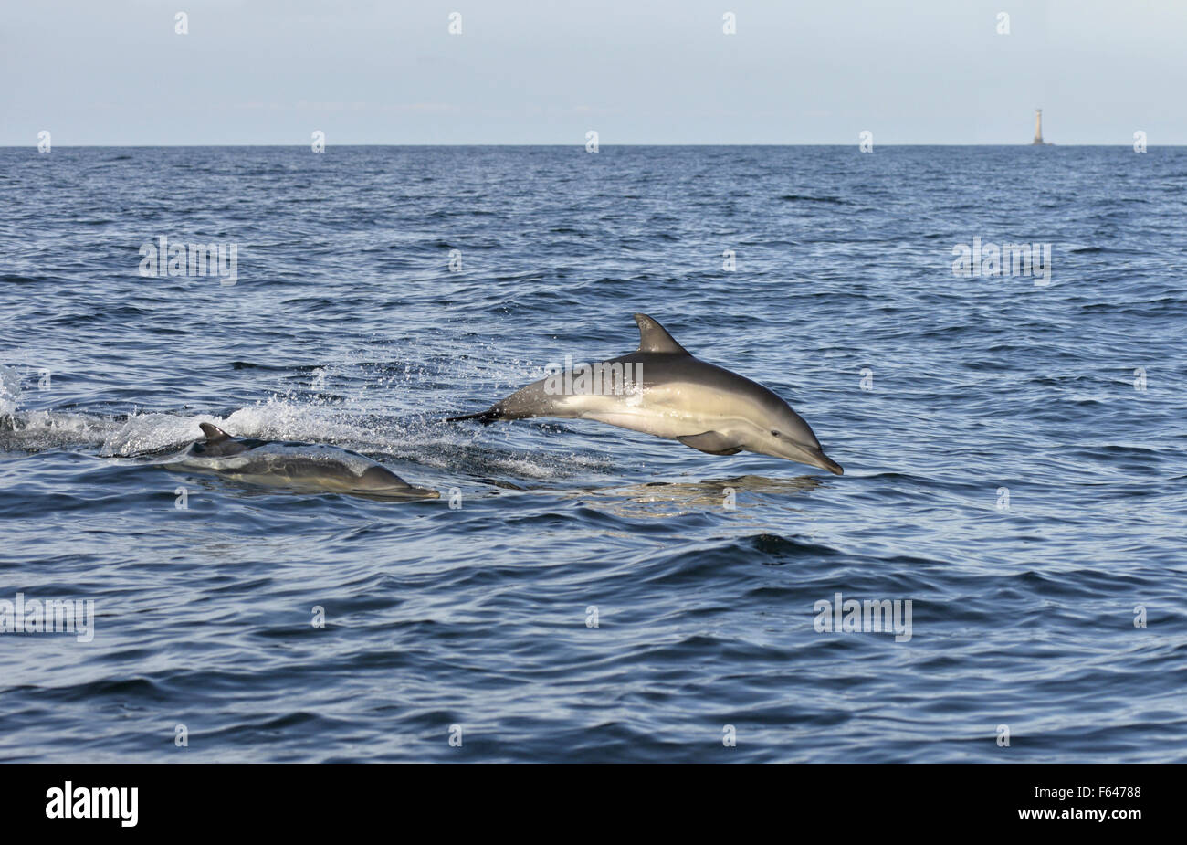 Short-beaked Common Dolphin - Delphinus delphis Stock Photo - Alamy