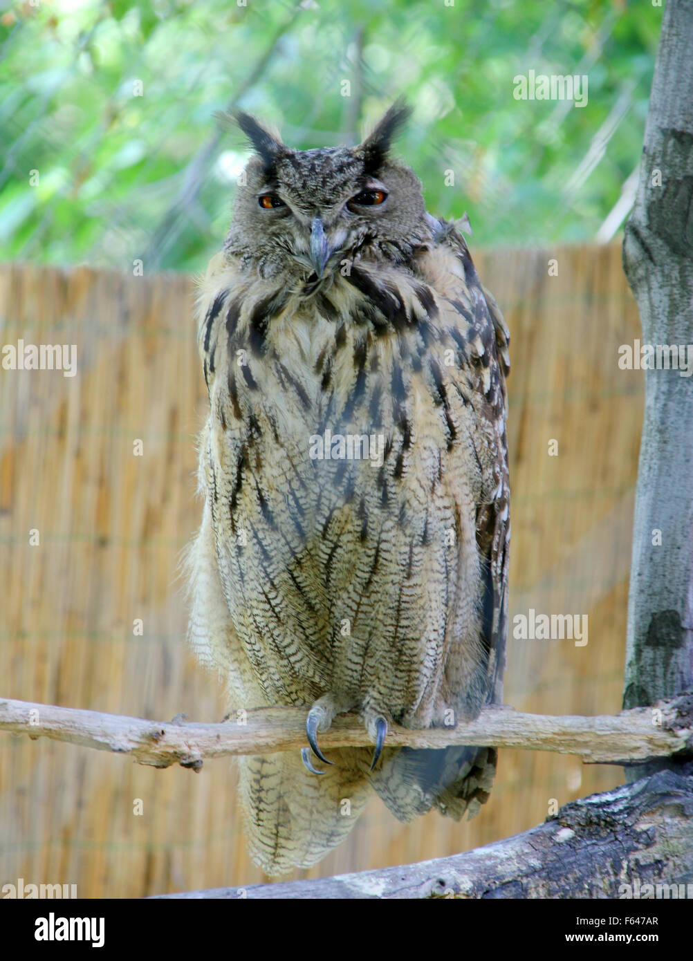Wisdom owl head hi-res stock photography and images - Alamy