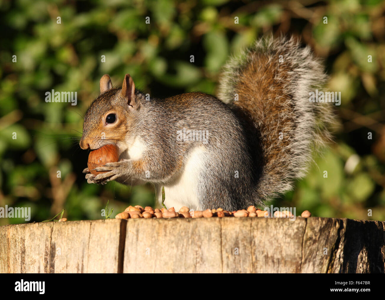 Large squirrel hi-res stock photography and images - Alamy