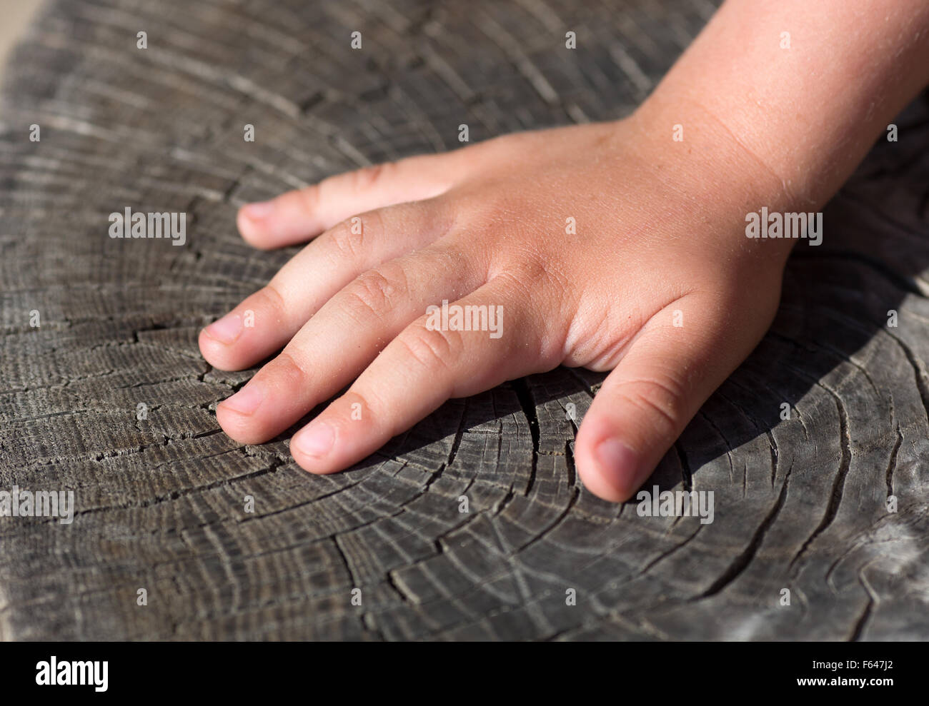 Child hand on old cracked stump Stock Photo - Alamy