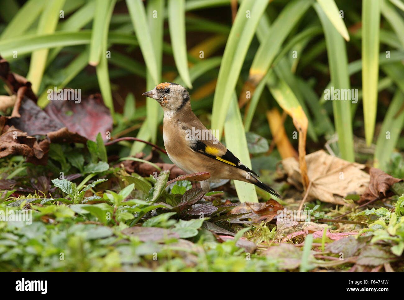 Portrait of a young Goldfinch in autumn Stock Photo - Alamy