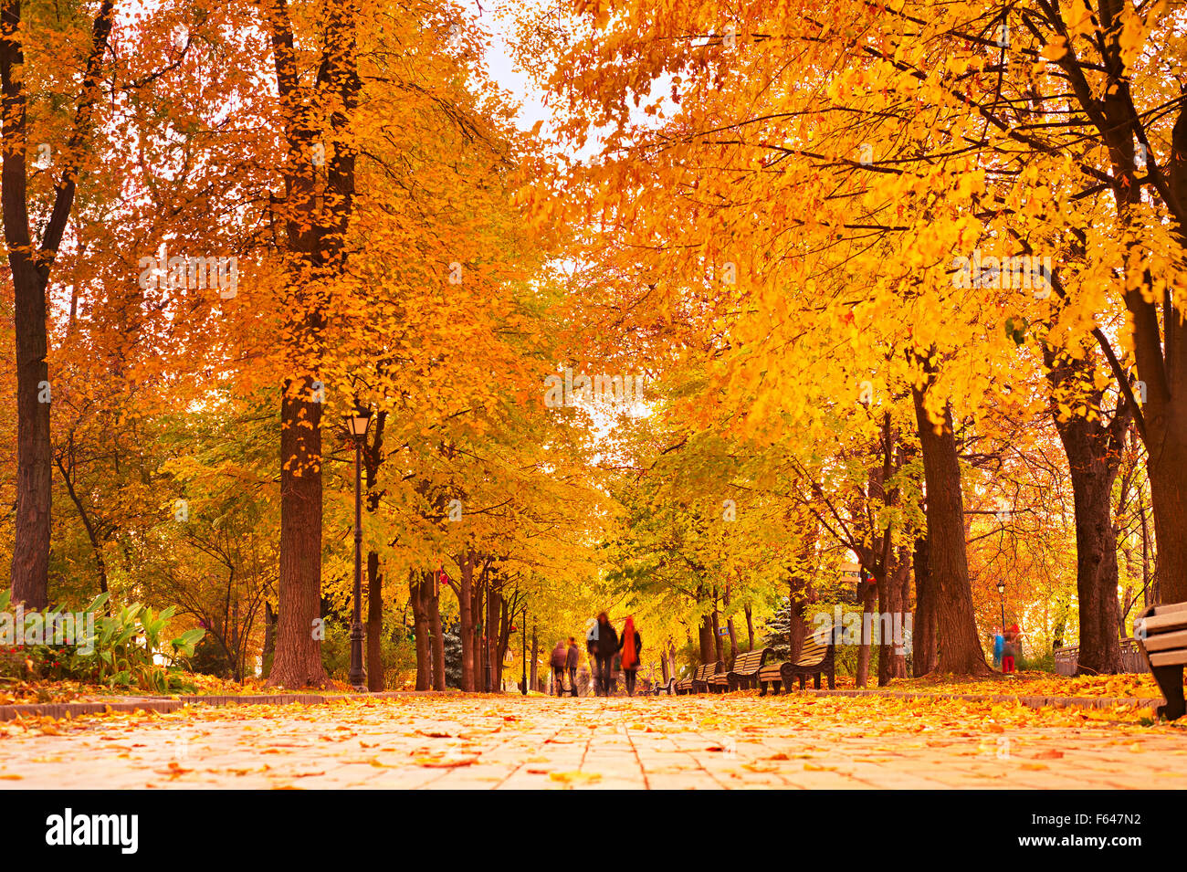 Couples walking at a colorful autumn park at sunset Stock Photo - Alamy
