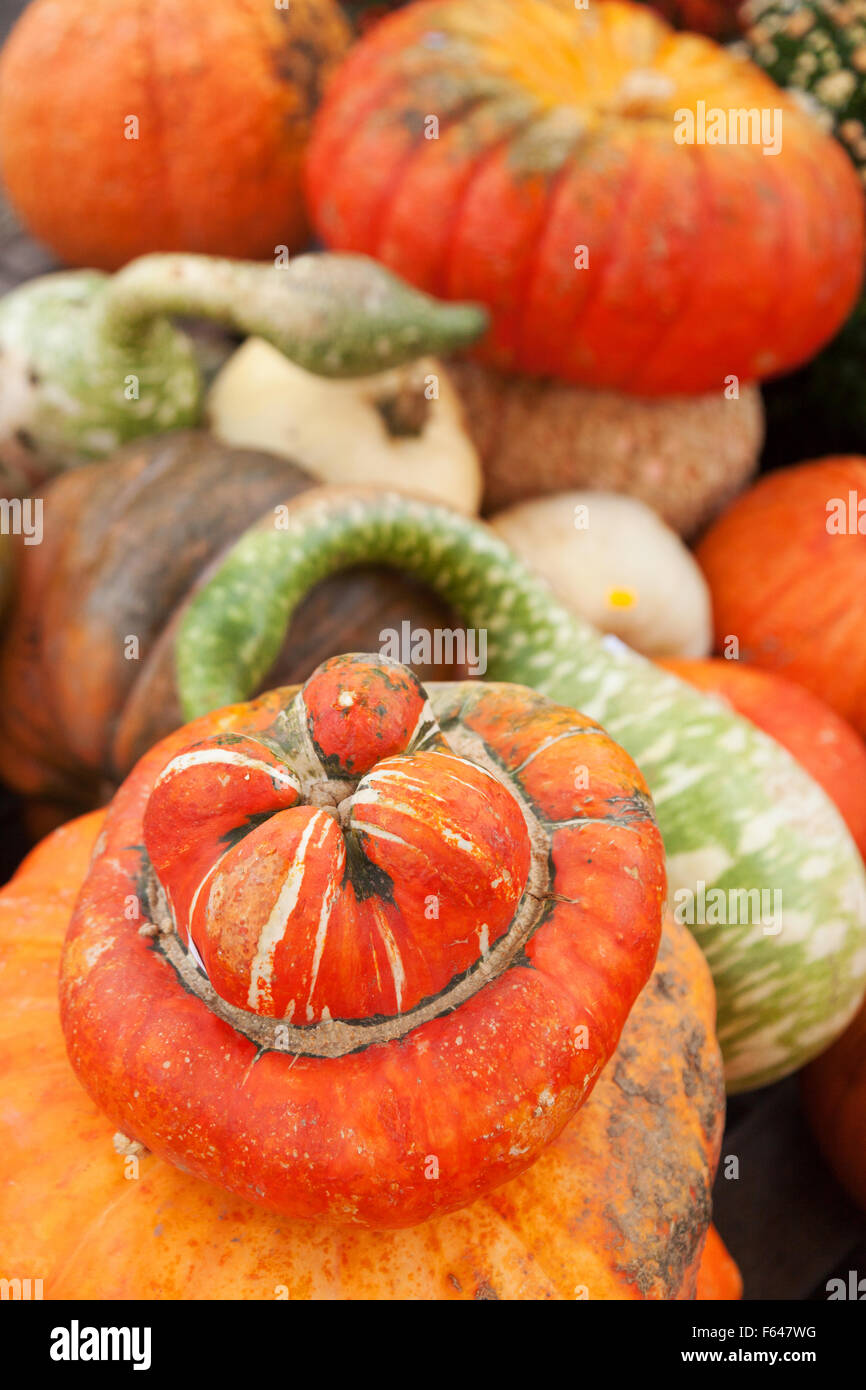 Types of squash hi-res stock photography and images - Alamy