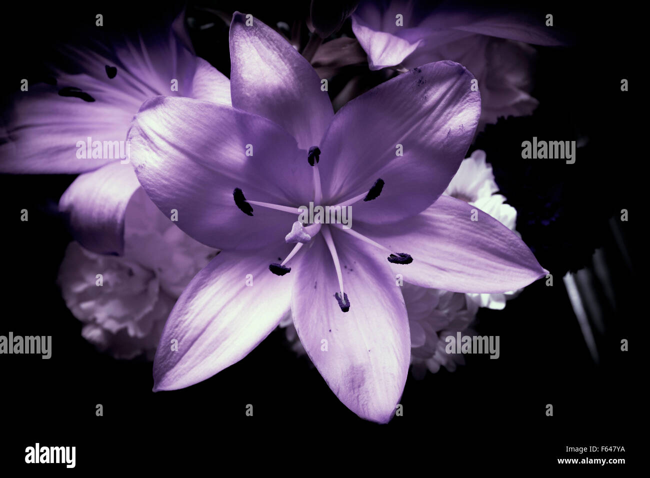Flower lily in lilac tones with large petals pistils Stock Photo - Alamy