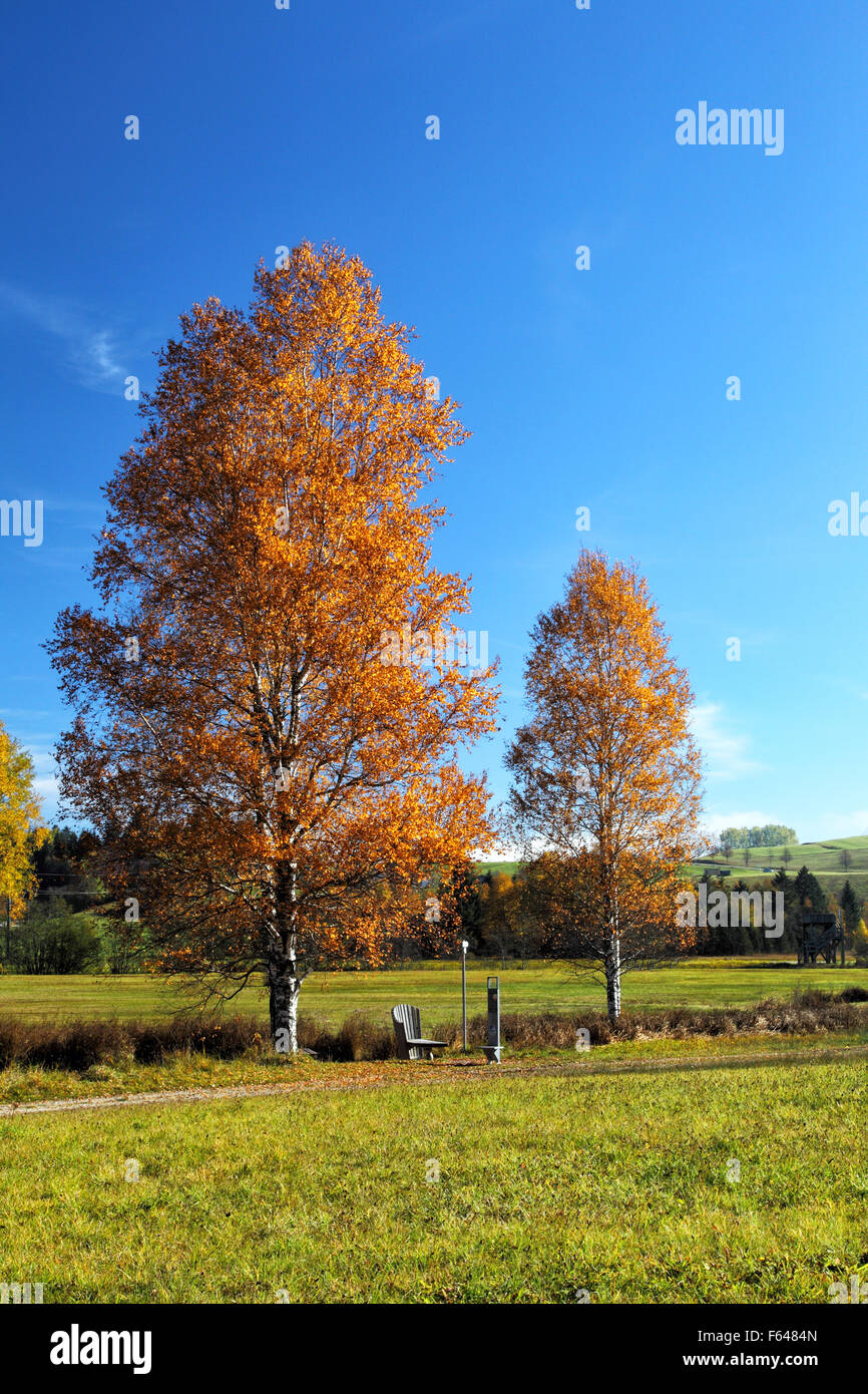 Birch Tree in shiny autumn colors in Pfronten, Bavaria, Germany Stock ...
