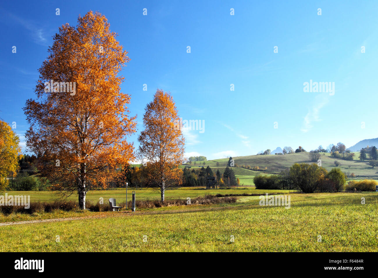 Birch Tree in shiny autumn colors in Pfronten, Bavaria, Germany Stock ...