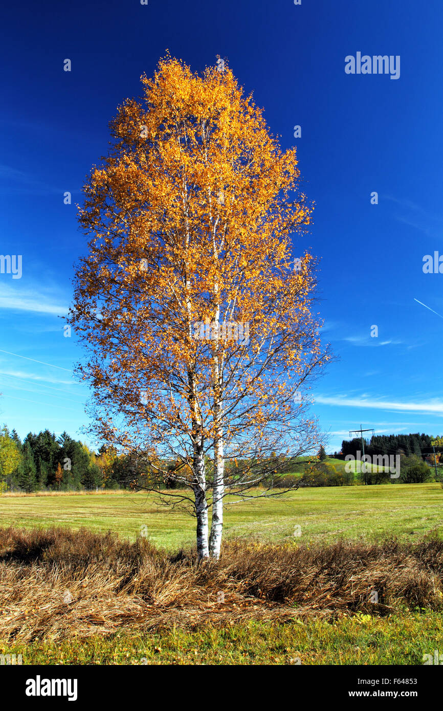 Birch Tree in shiny autumn colors in Pfronten, Bavaria, Germany Stock ...