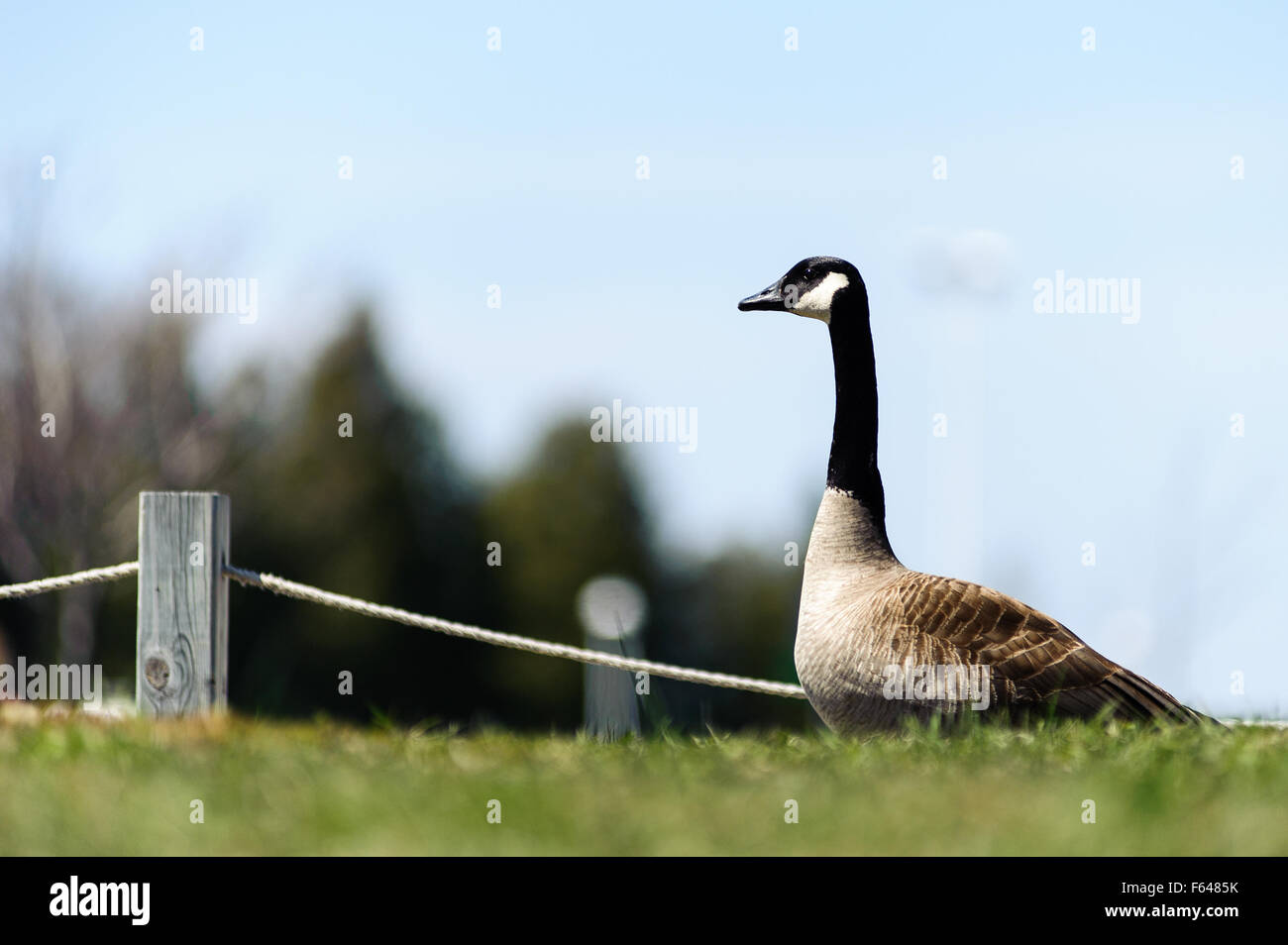 Brent canadensis hi-res stock photography and images - Alamy