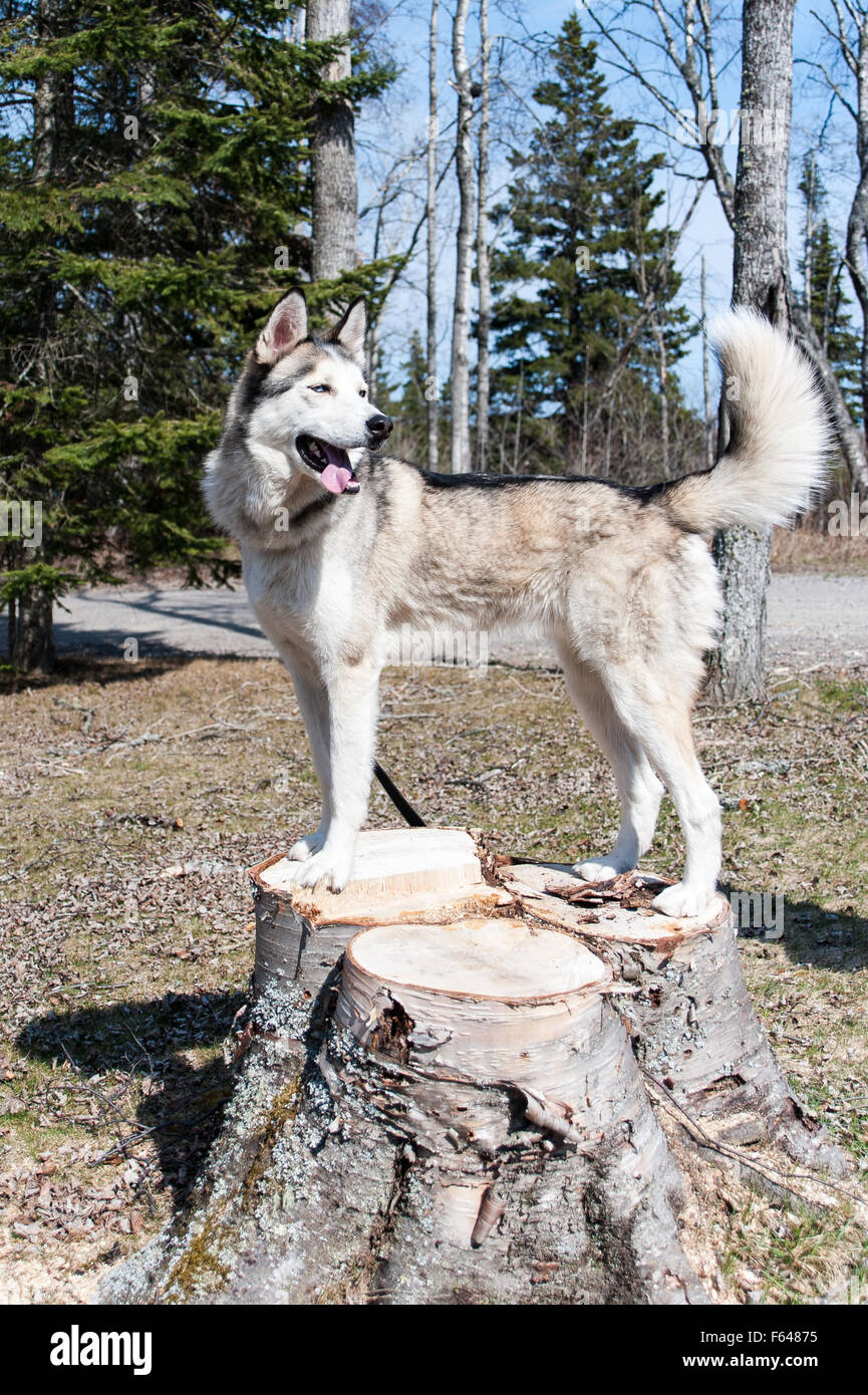 husky dog standing proudly on trunks Stock Photo - Alamy