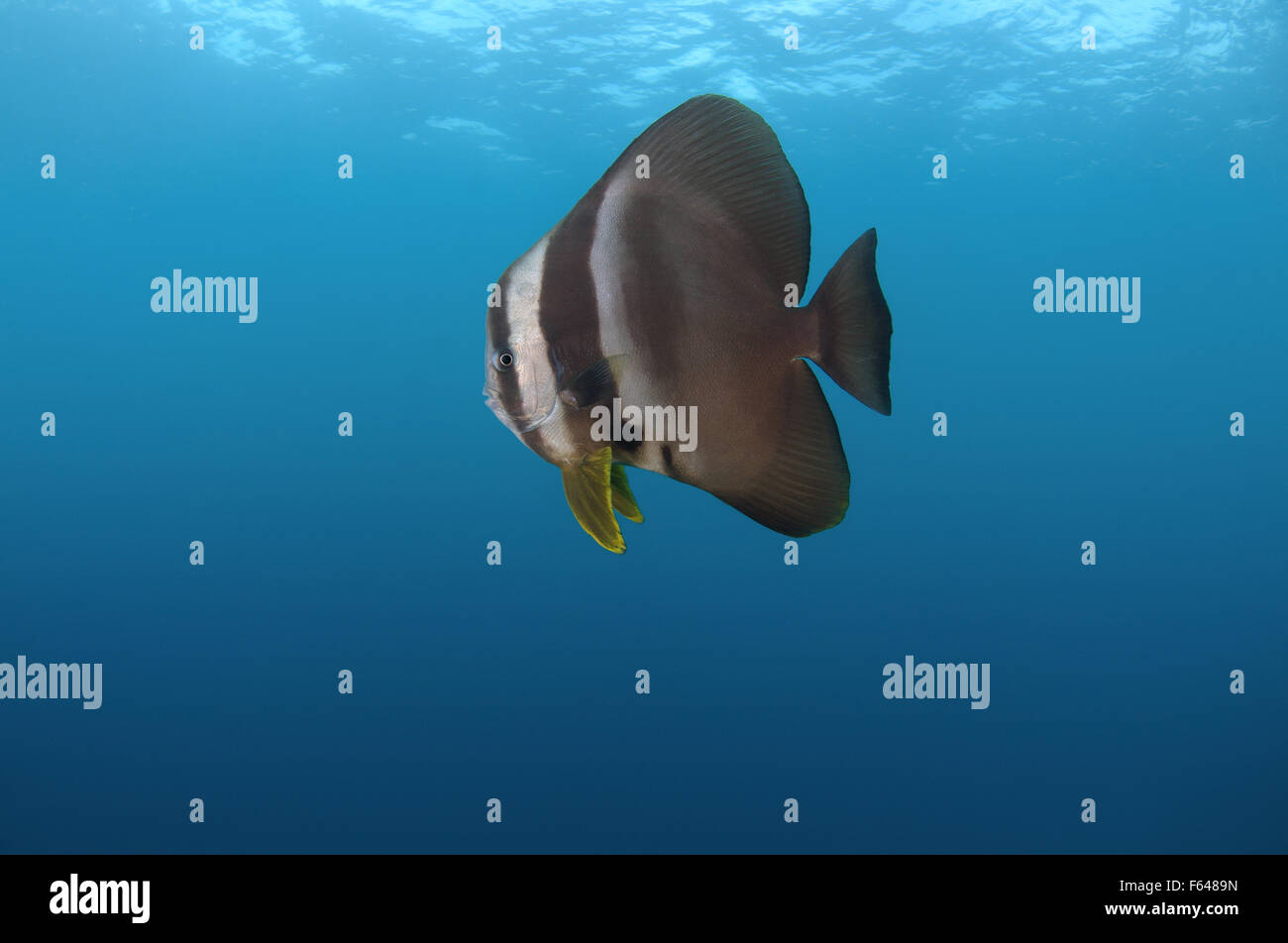 Orbicular batfish, circular batfish, orbiculate batfish, round batfish ...