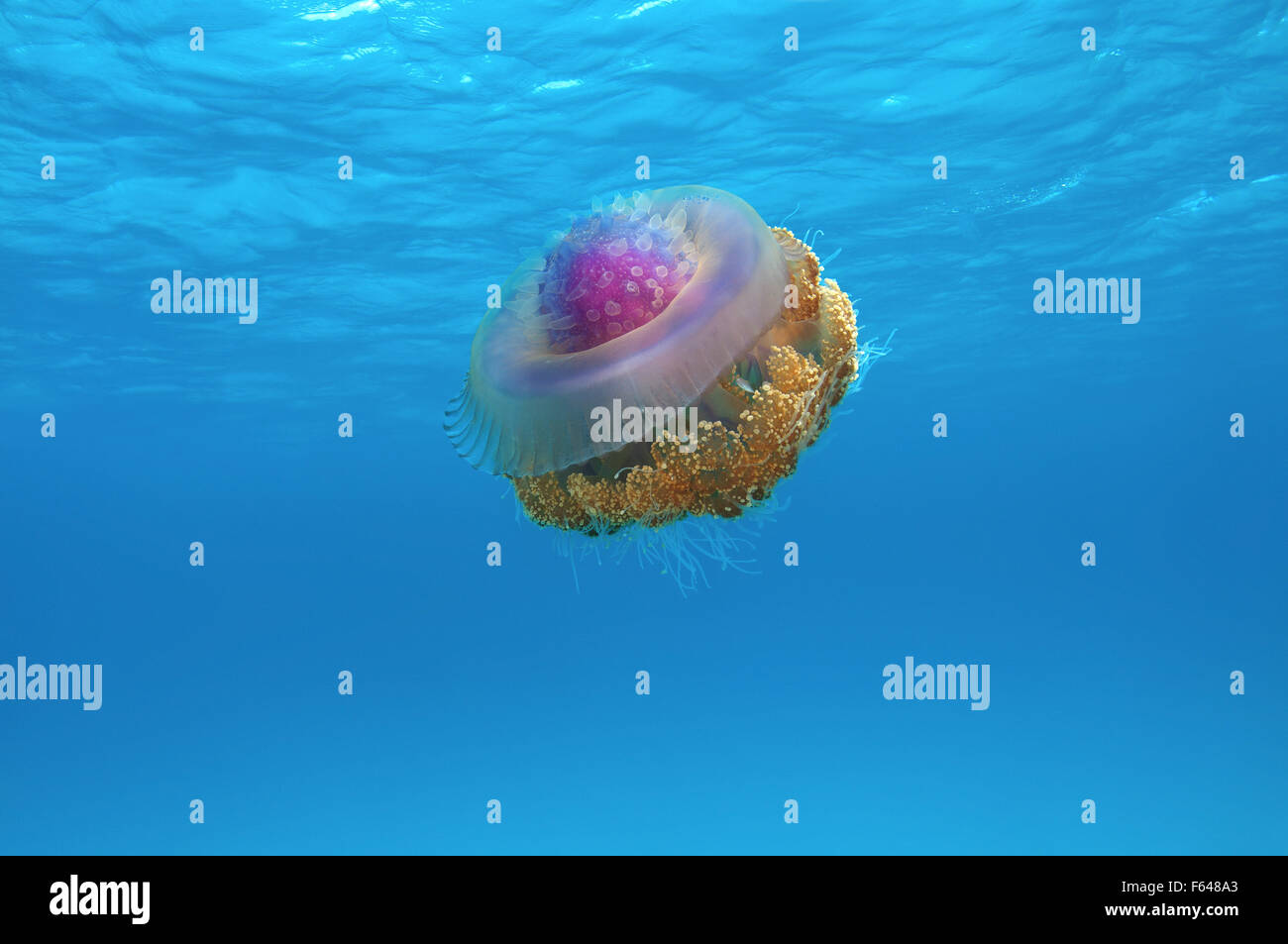 Cauliflower jellyfish (Cephea cephea) Indian Ocean, Maldives Stock ...