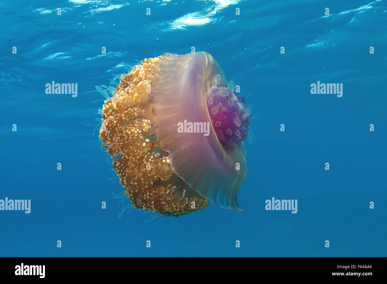 Cauliflower jellyfish (Cephea cephea) Indian Ocean, Maldives Stock ...