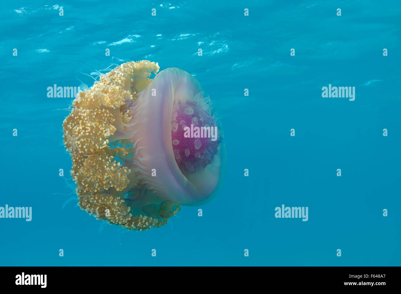 Cauliflower jellyfish (Cephea cephea) Indian Ocean, Maldives Stock ...