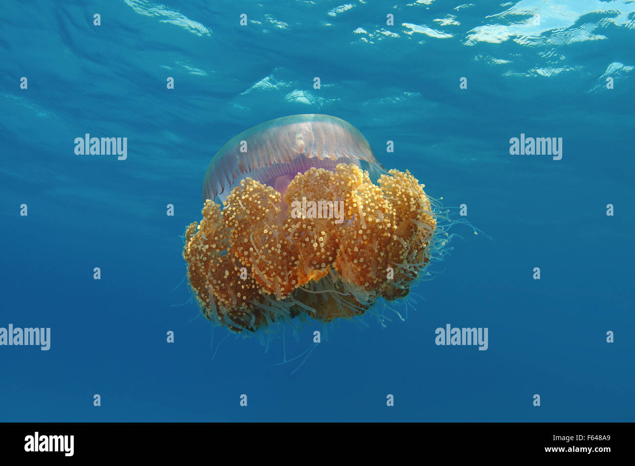 Cauliflower jellyfish (Cephea cephea) Indian Ocean, Maldives Stock ...