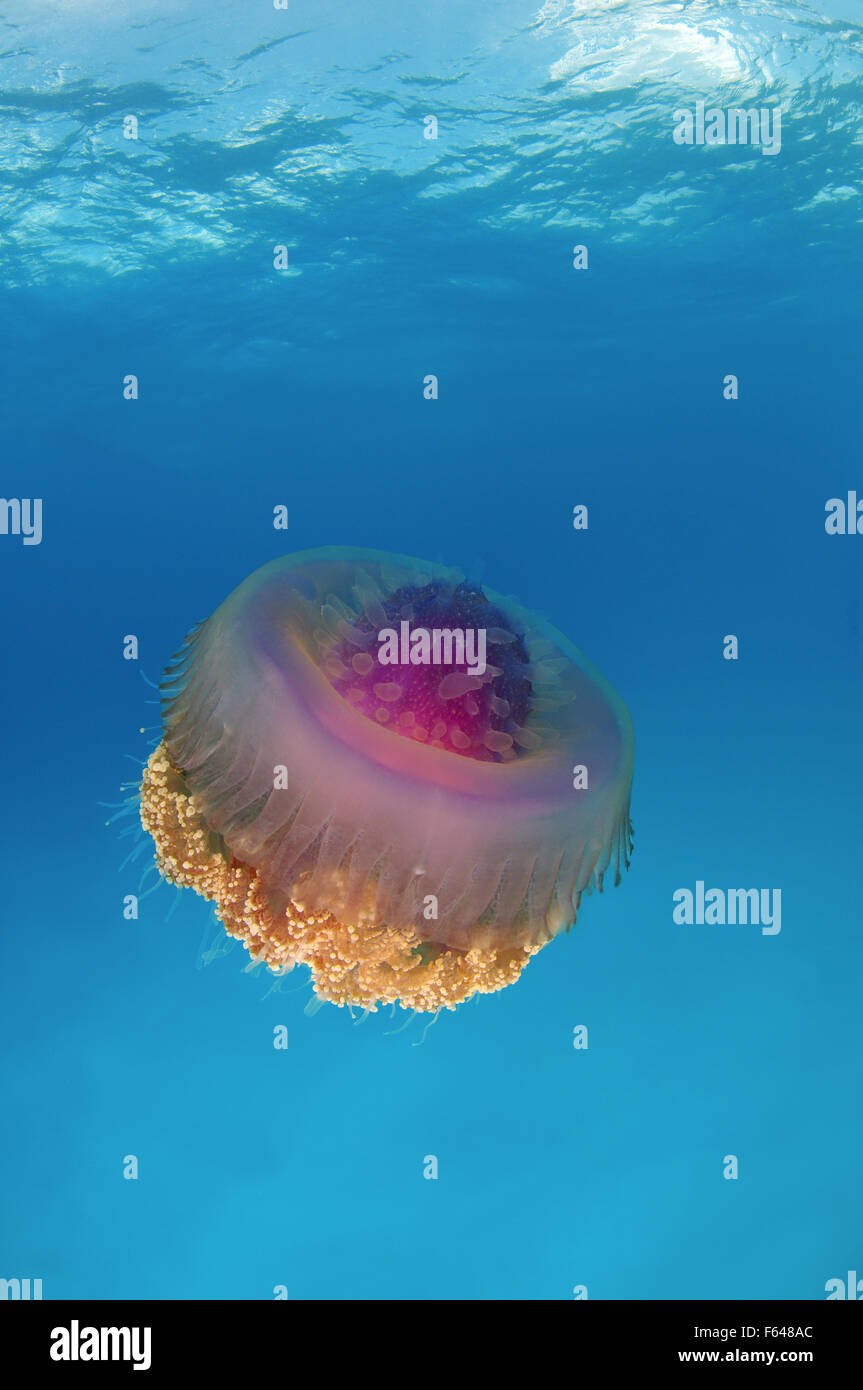 Cauliflower jellyfish (Cephea cephea) Indian Ocean, Maldives Stock ...