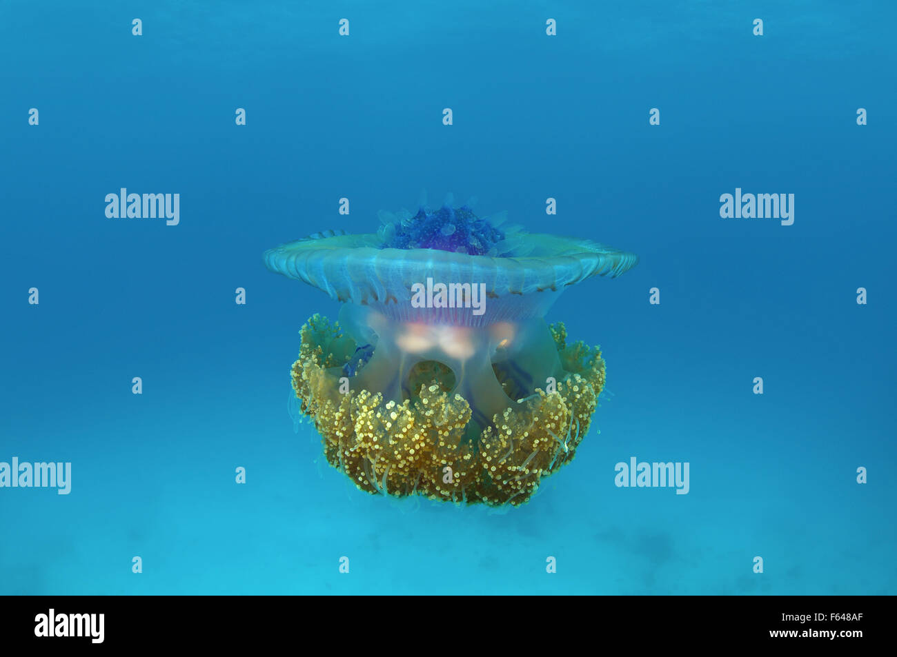 Cauliflower jellyfish (Cephea cephea) Indian Ocean, Maldives Stock ...