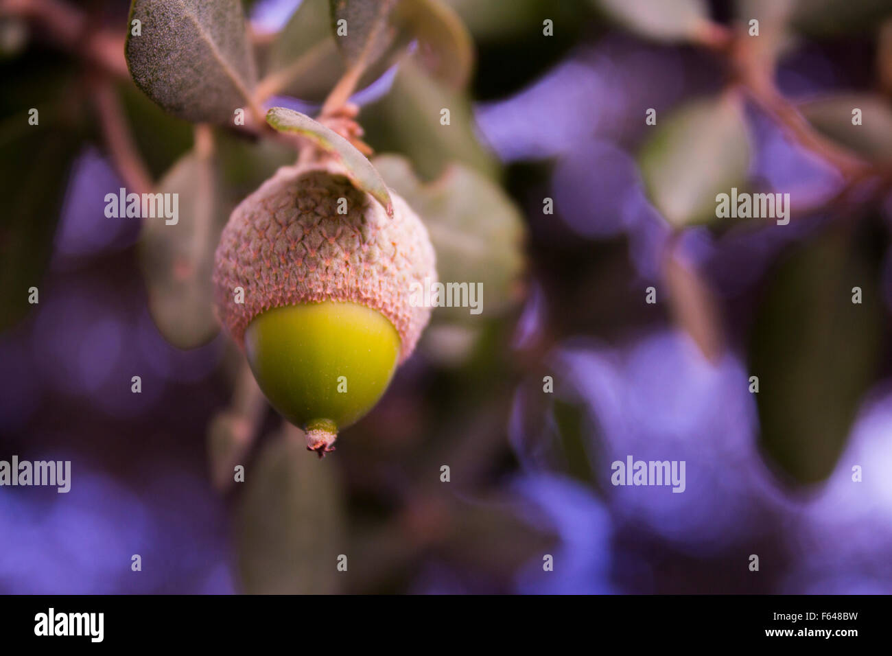 Green acorn hanging from tree hi-res stock photography and images - Alamy