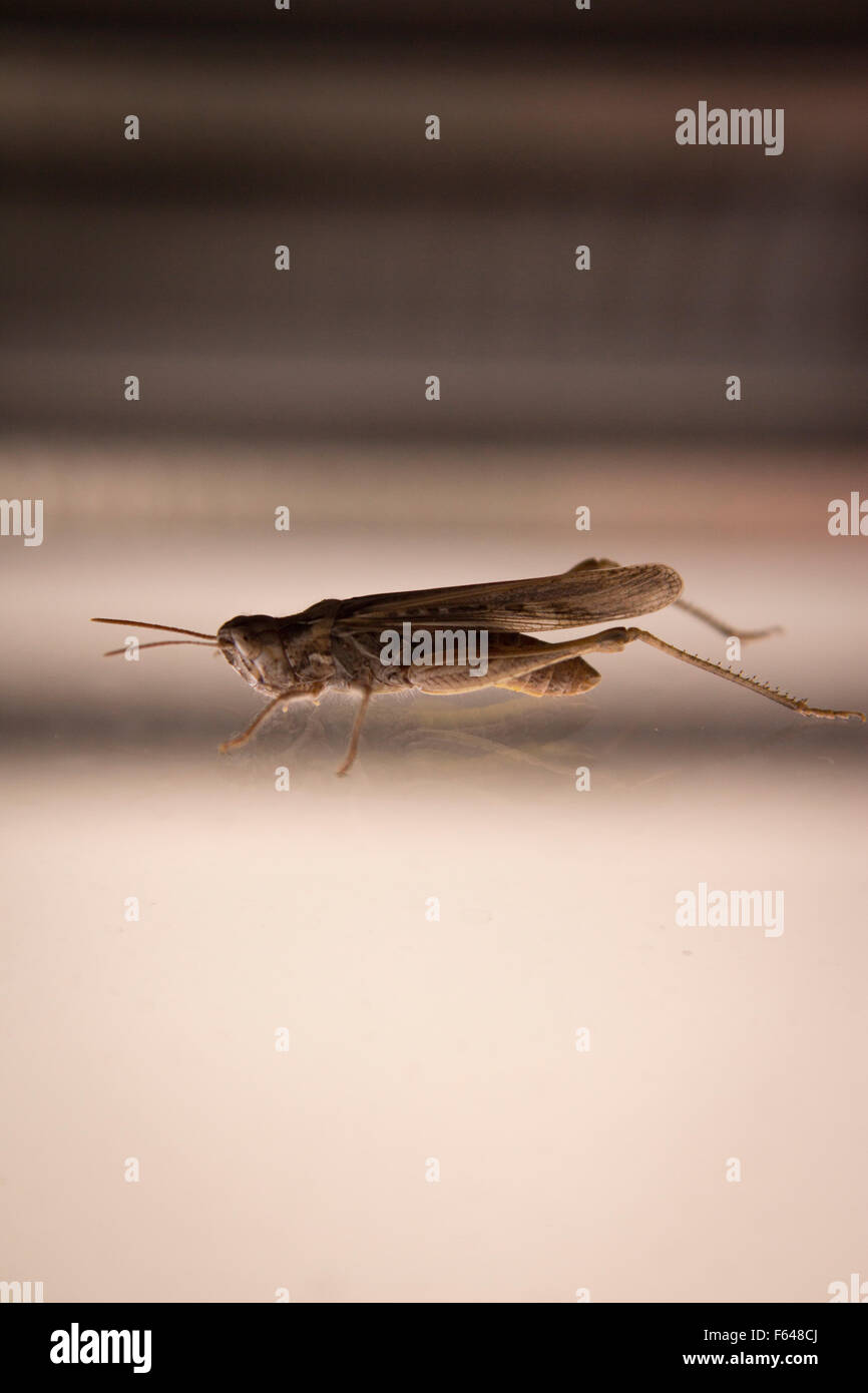 Grasshopper on white background with dark gradient Stock Photo - Alamy