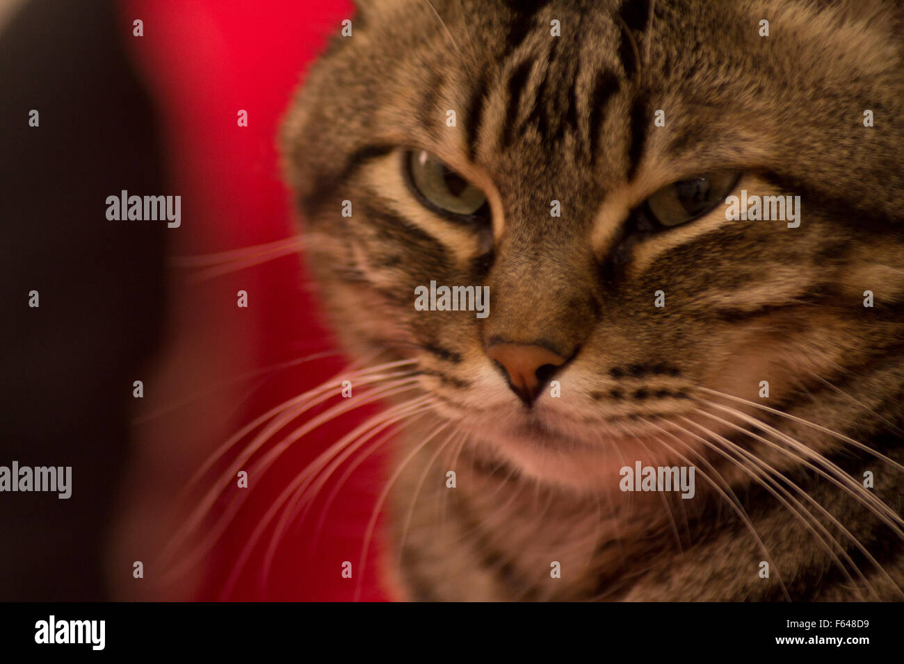 Tabby Cat Angry High Resolution Stock Photography and Images - Alamy