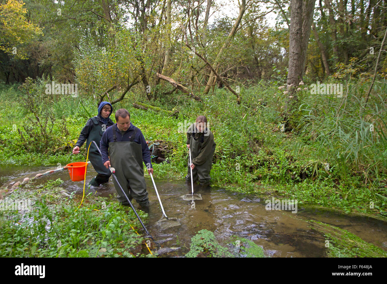 Electro fishing survey of Norfolk's chalk rivers, Norfolk Rivers Trust ...