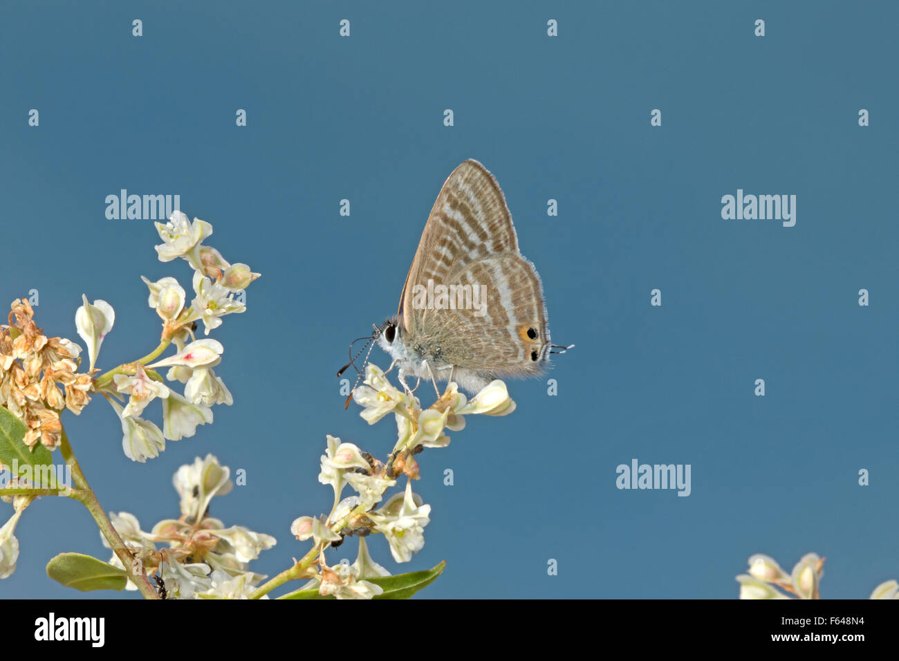 Long tailed blue butterflies hi-res stock photography and images - Alamy