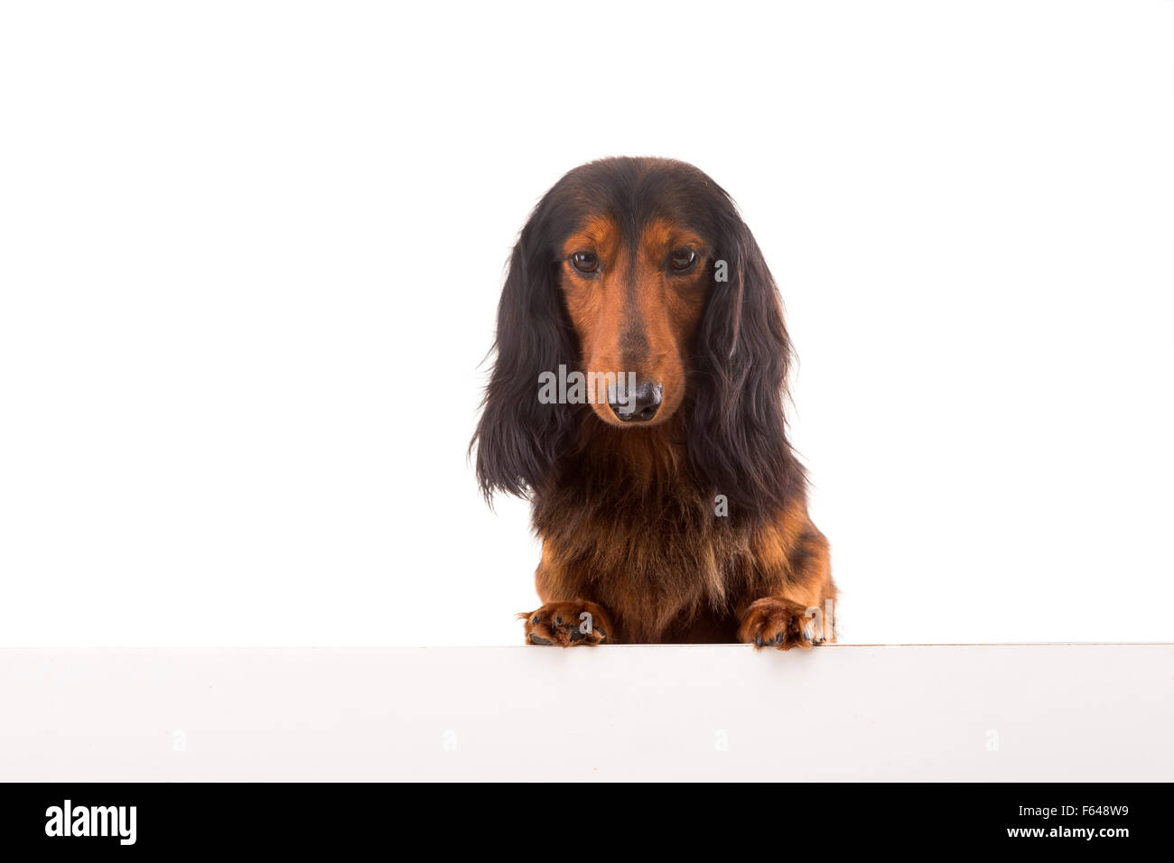 Teckel Funny High Resolution Stock Photography and Images - Alamy