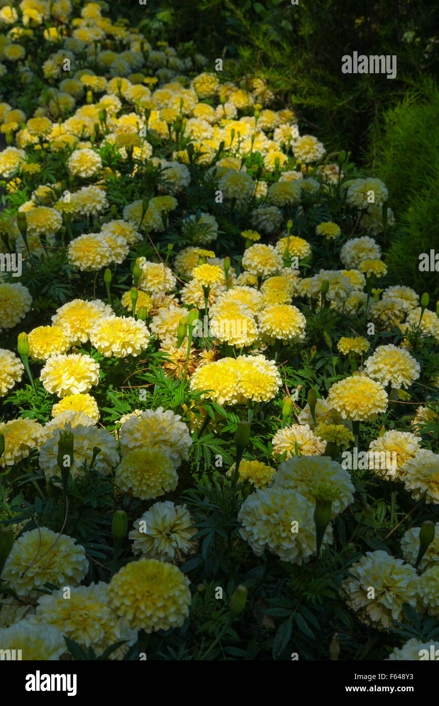 Island of Capri, Italy’s Bay of Naples, Amalfi, Marigold, Tianshan ...