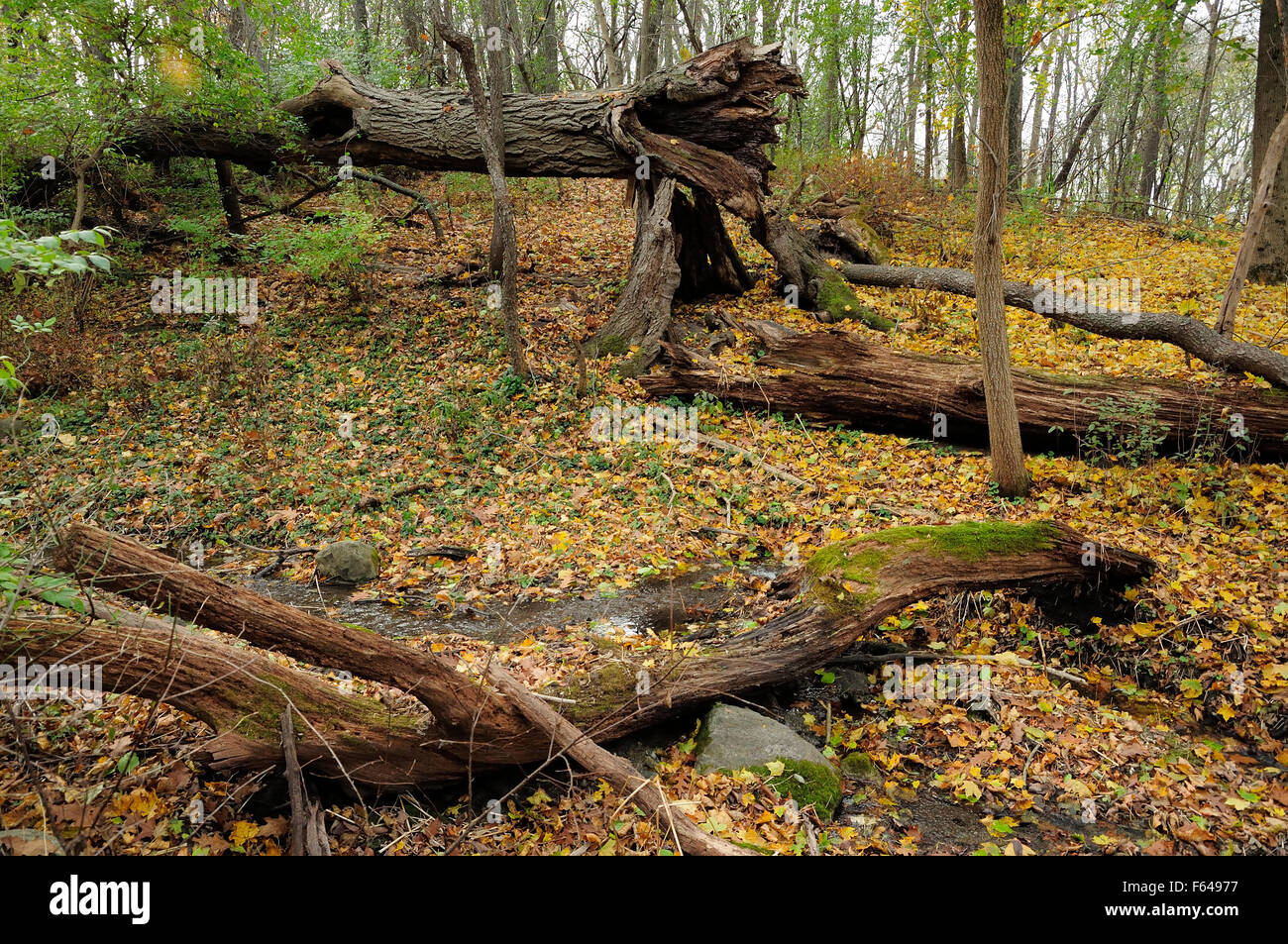 Downed trees in forest Stock Photo - Alamy