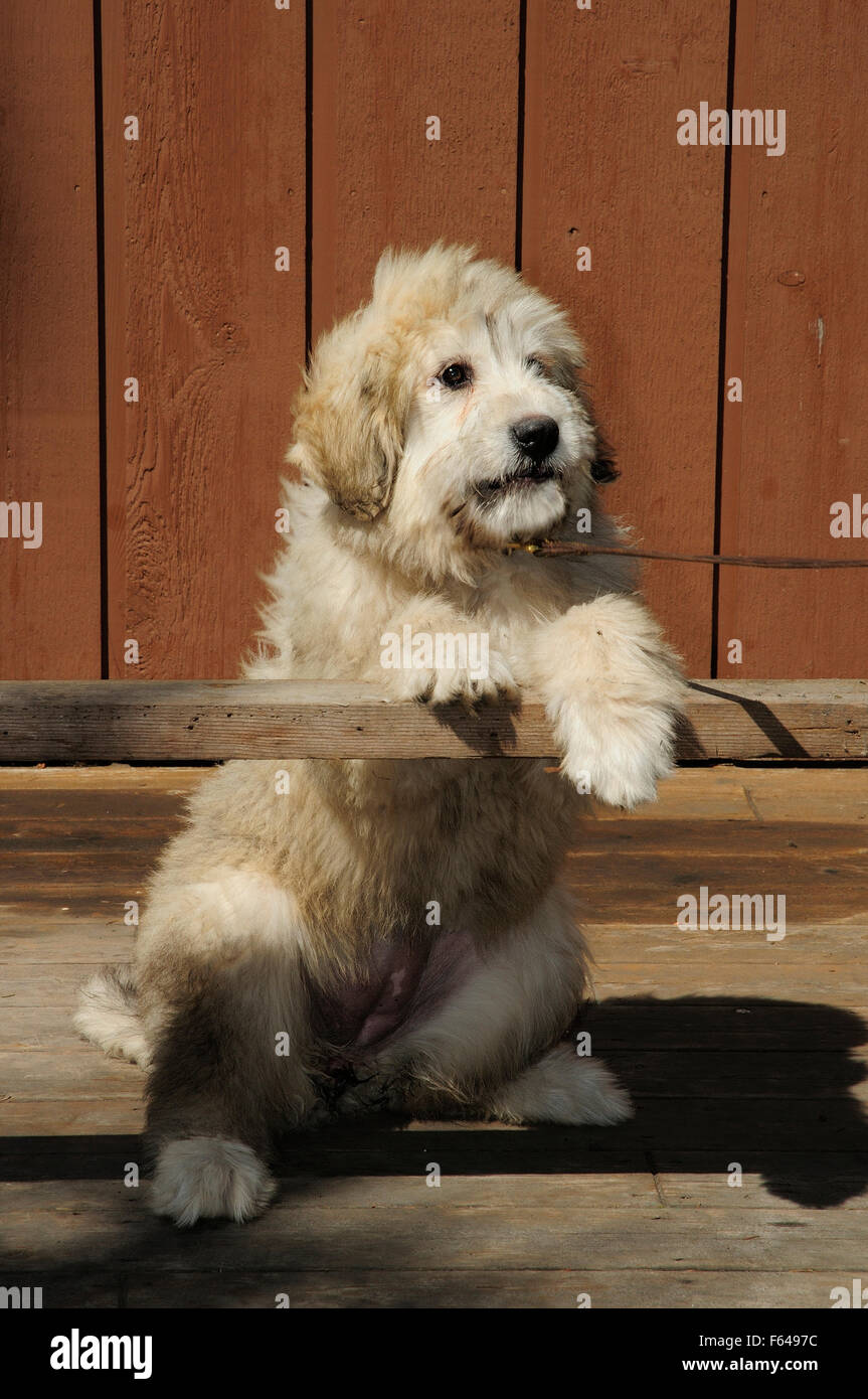 Chloe, part Andalusian Shepard and part Great Pyrenees Stock Photo - Alamy
