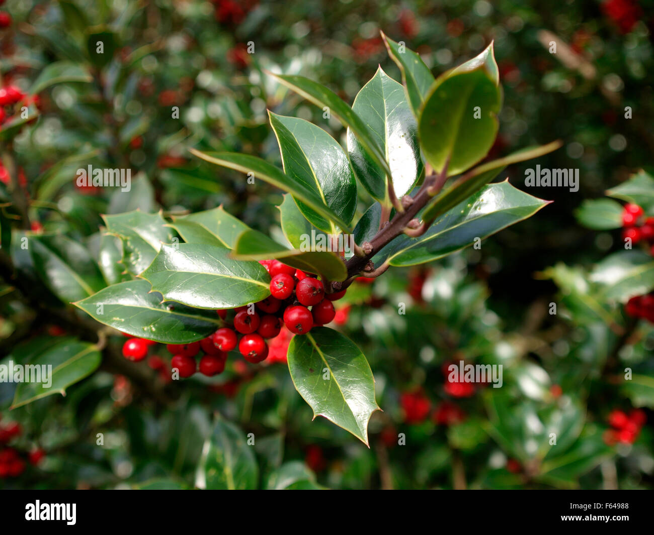 Evergreen holly shrub tree hi-res stock photography and images - Alamy