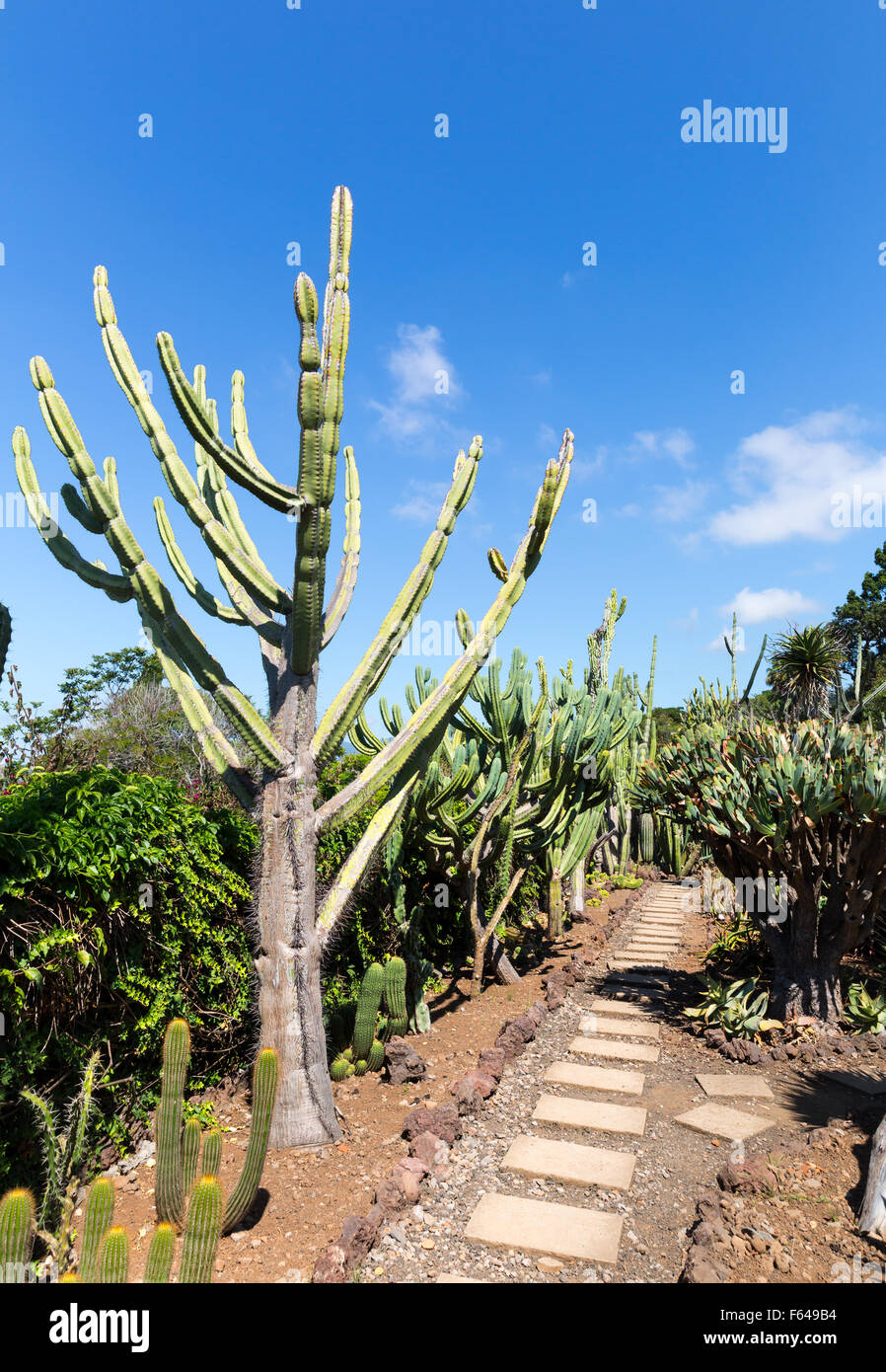 Cacti path in the garden against blue sky Stock Photo - Alamy