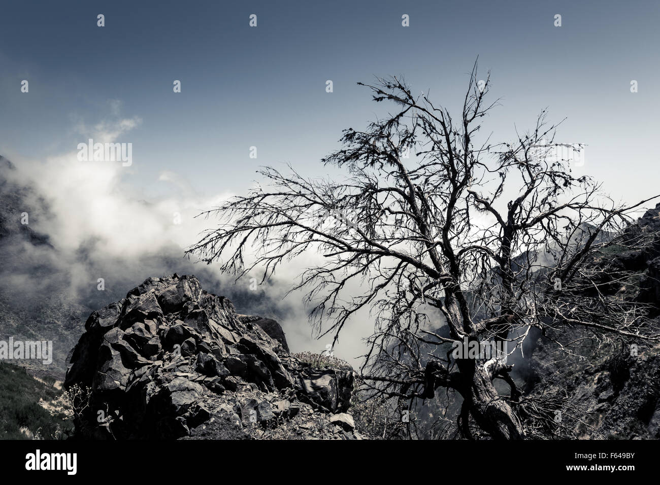 Closeup terrible dead trees in fog Stock Photo - Alamy