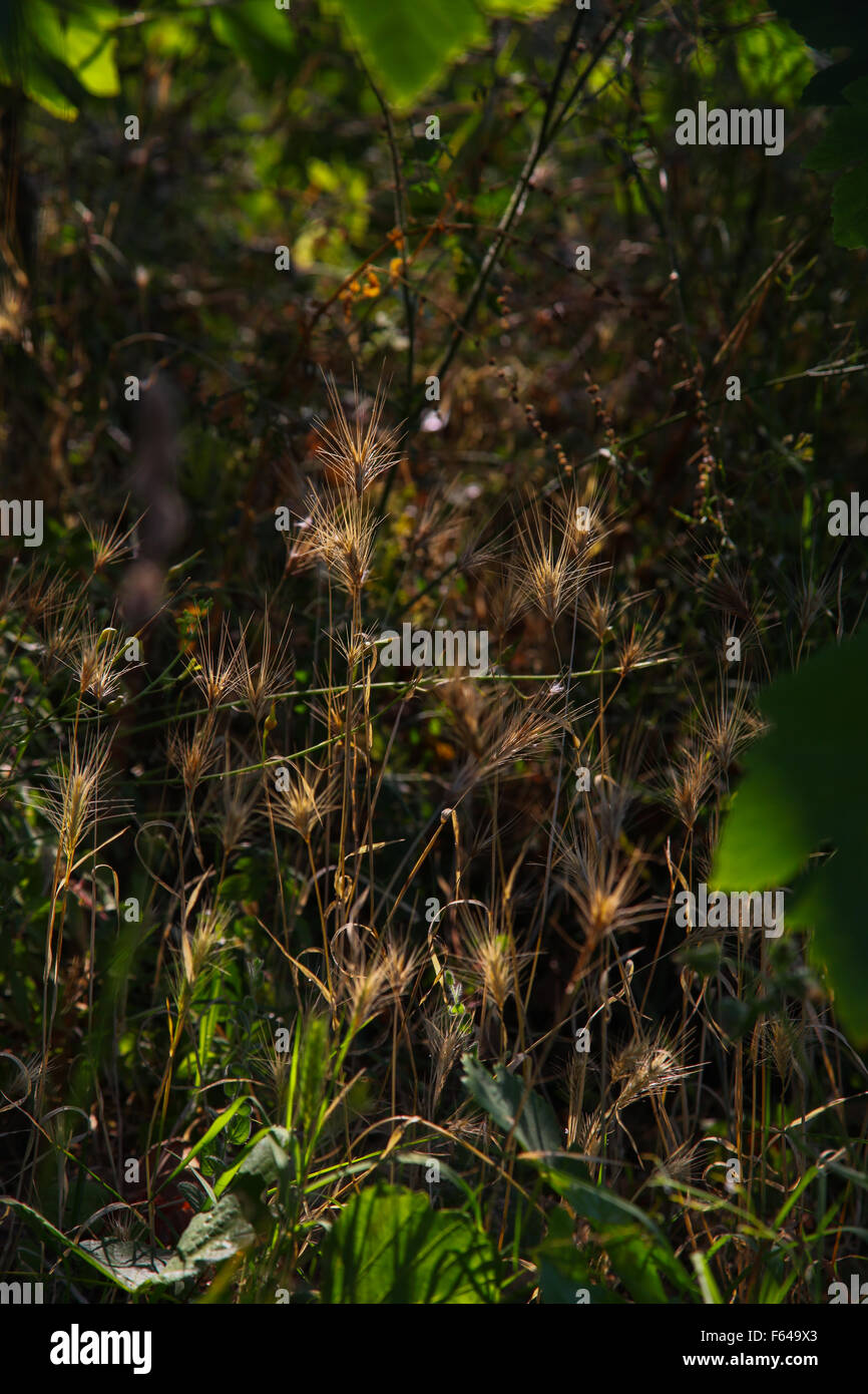 Wild grasses, wheat, gone to seed, native, uncultivated, original road ...