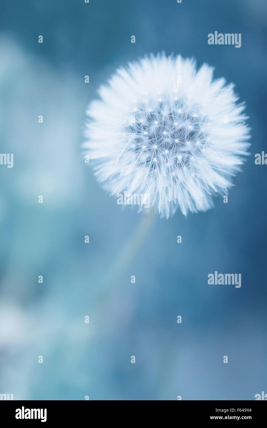 Dandelion seeds background hi-res stock photography and images - Alamy