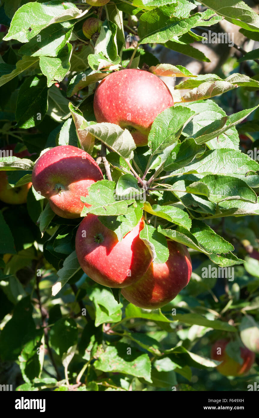 Ingrid marie apple hi-res stock photography and images - Alamy