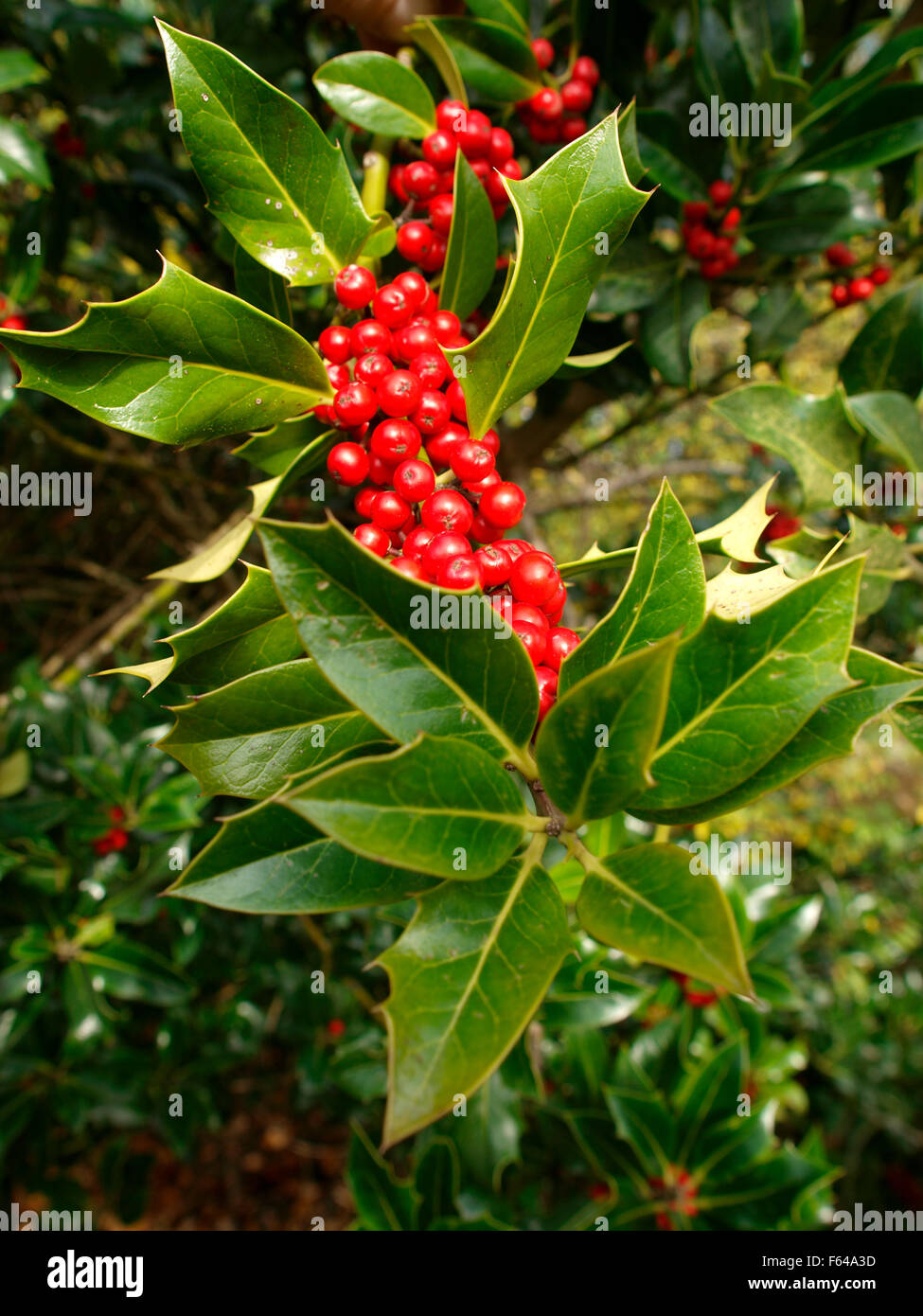 Holly bush red berry hi-res stock photography and images - Alamy