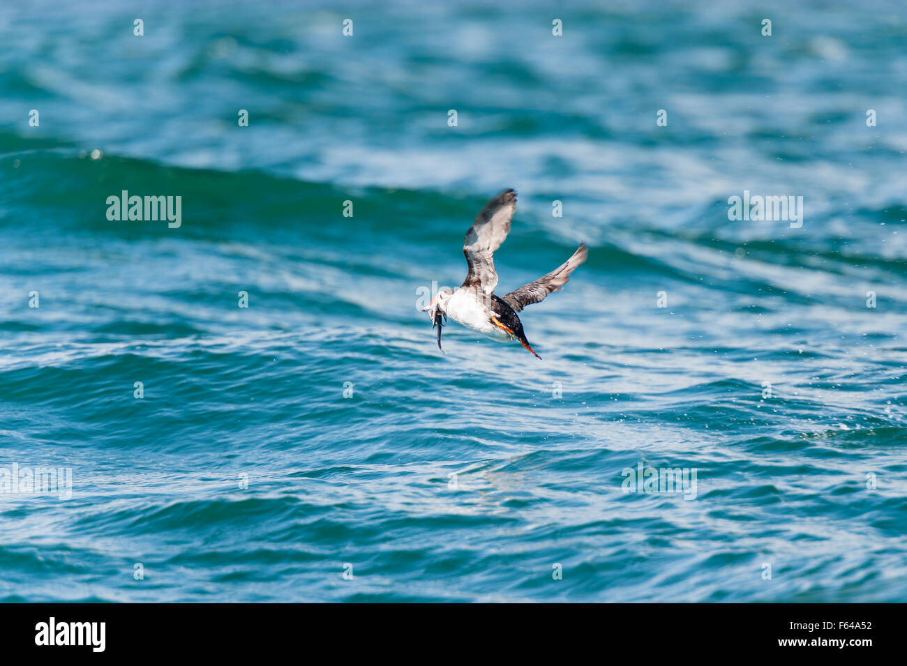 Atlantic Puffin catching a fish in flight, Mingan, North shore of ...