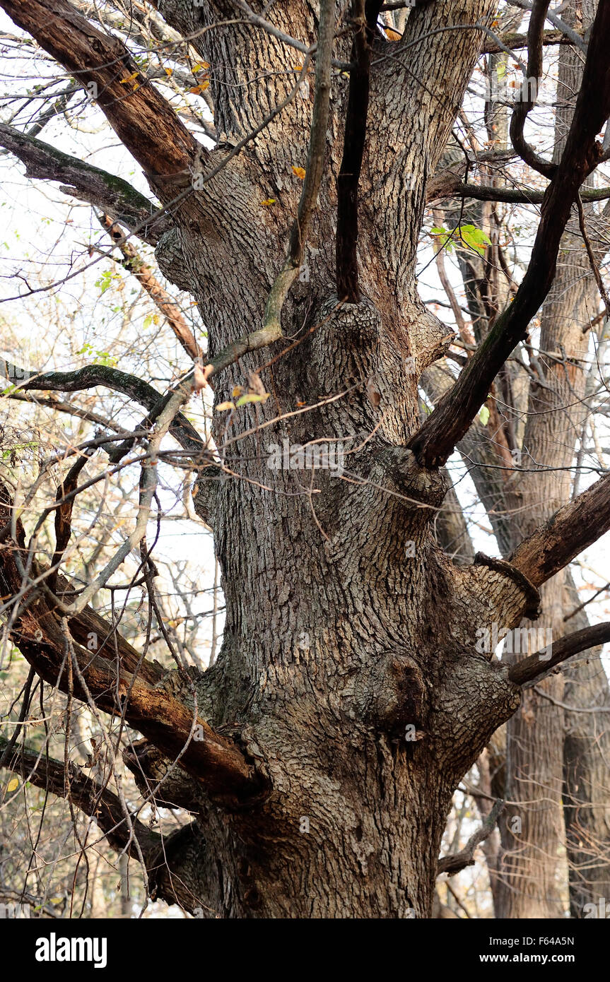 Unusual tree hi-res stock photography and images - Alamy