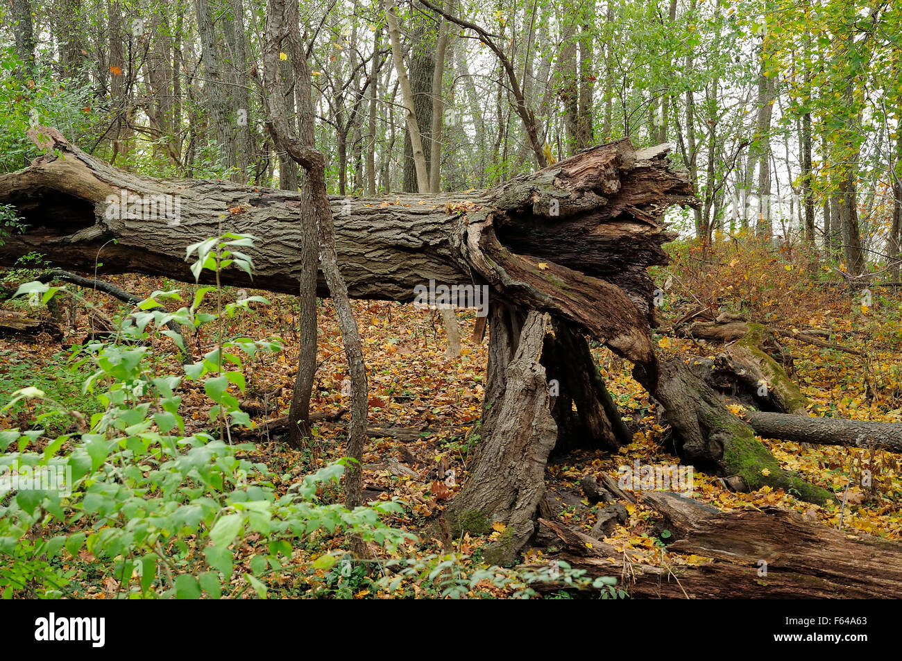 Downed trees in forest Stock Photo - Alamy