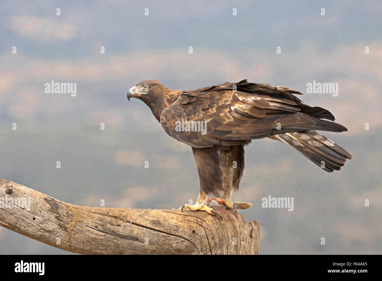 Aquila chrysaetos hi-res stock photography and images - Alamy