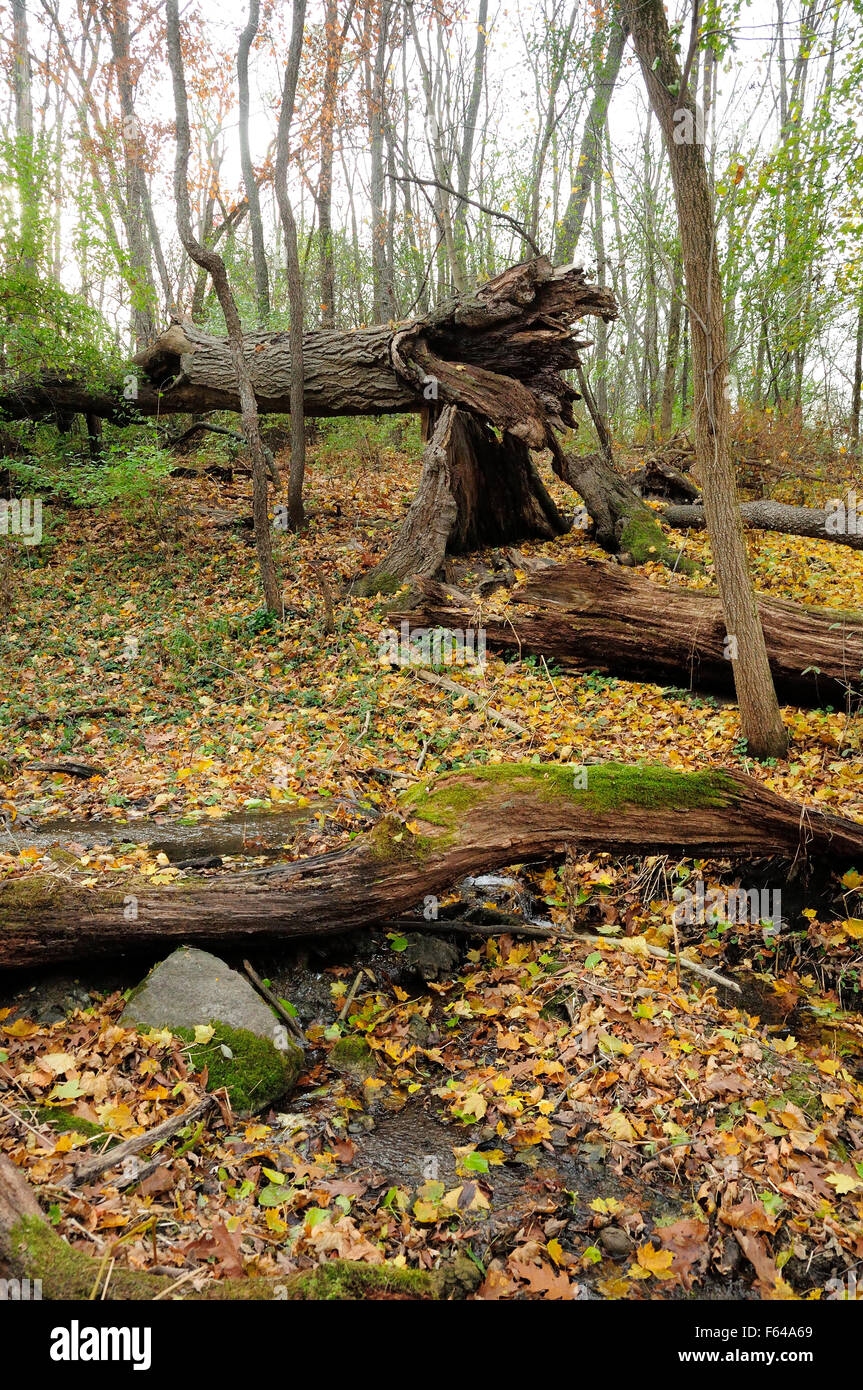 Downed trees in forest Stock Photo - Alamy