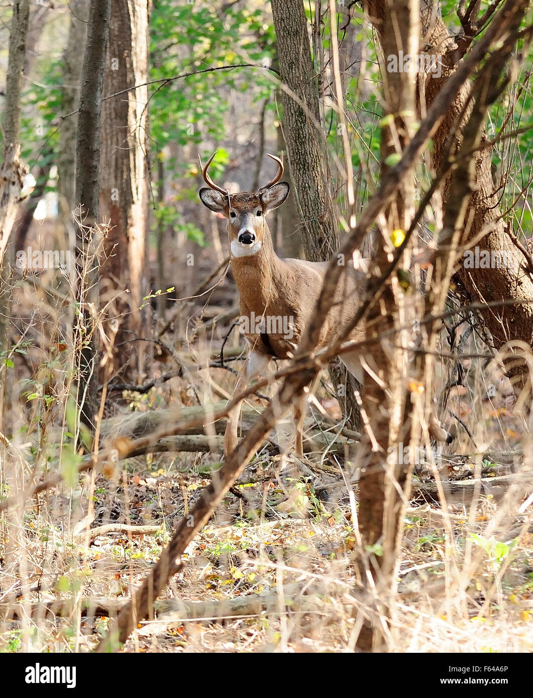 White-tailed Deer. Six Point Buck in woods. Odocoileus virginianus ...