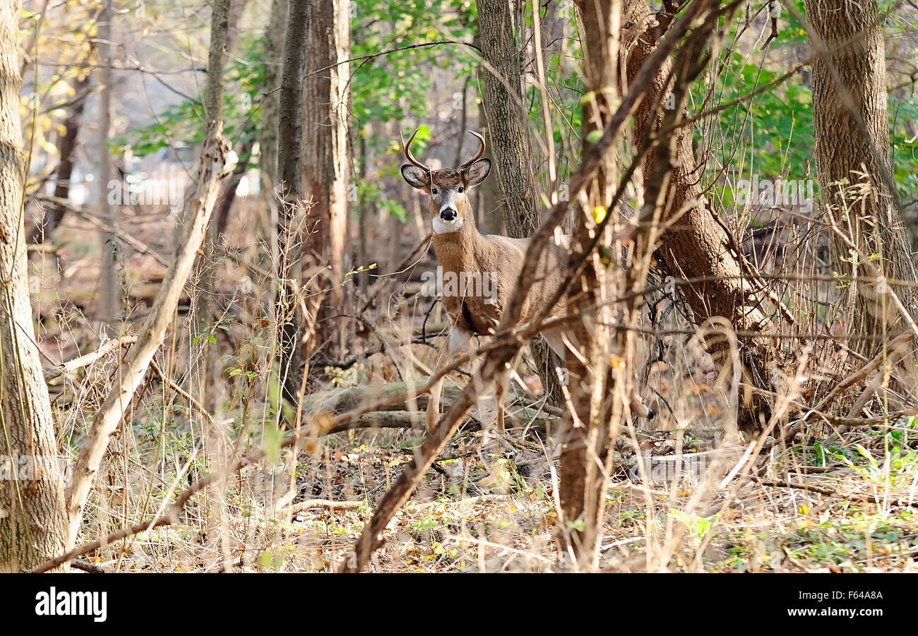 Six point buck hi-res stock photography and images - Alamy