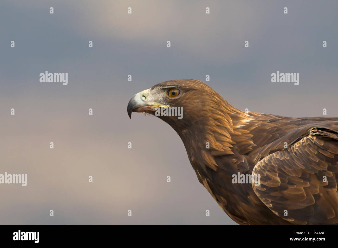 Golden Eagle - Aquila chrysaetos Stock Photo - Alamy