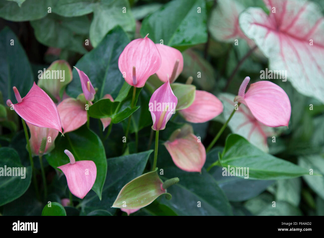 Hostas, Pink flower Stock Photo - Alamy