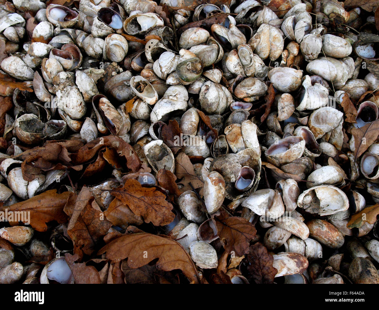 Shells and Autumn leaves on the River Fal, Falmouth, Cornwall, UK Stock ...