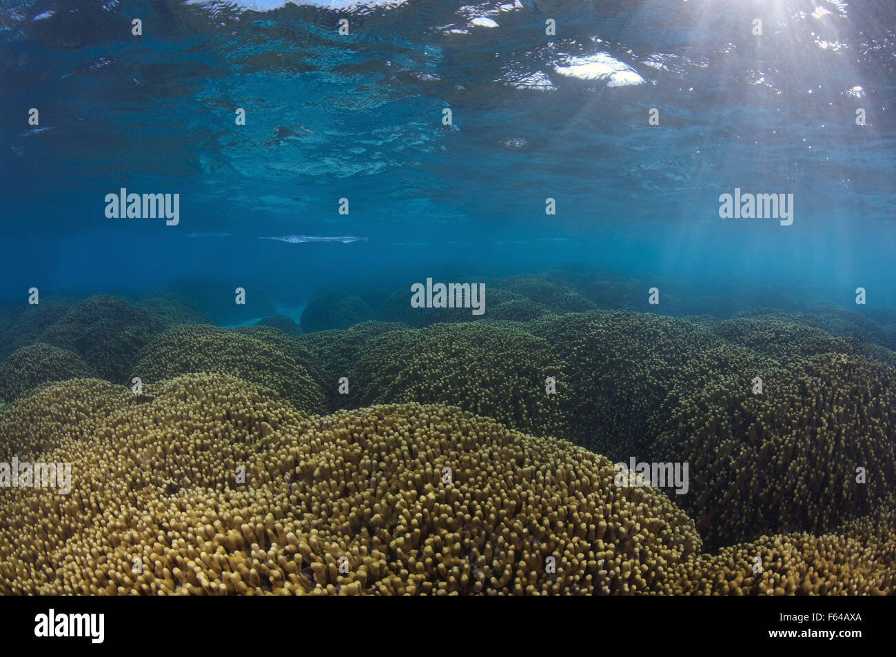Indian Ocean, Maldives. 28th Sep, 2015. garfish or sea needle (Belone ...