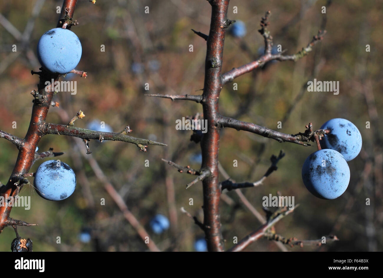 Wild plum (prunus spinosa Stock Photo - Alamy