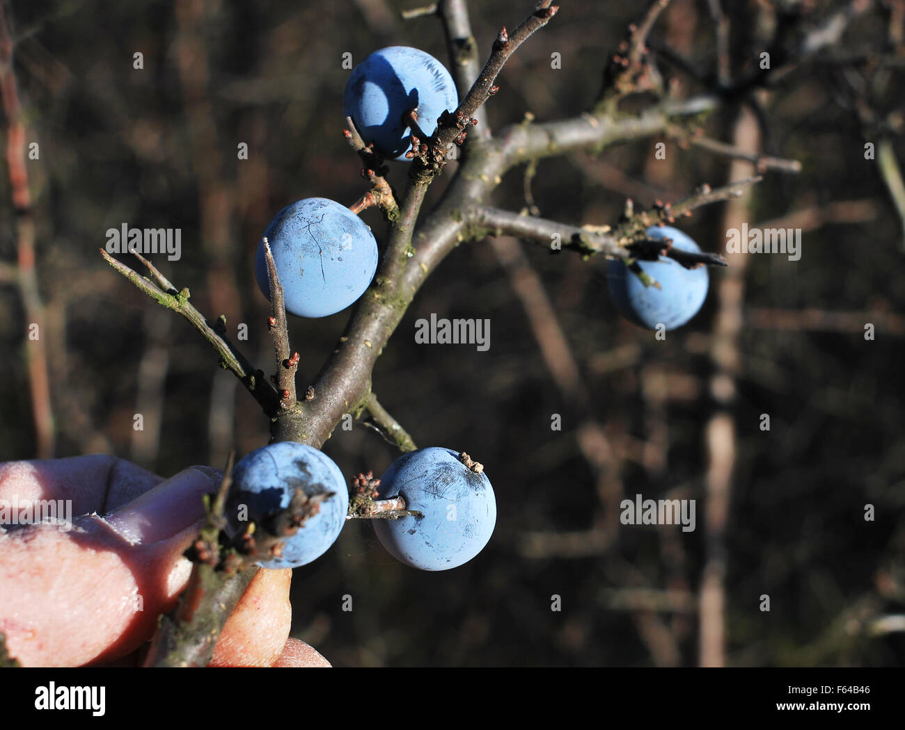 Prunus spinosa plum hi-res stock photography and images - Alamy